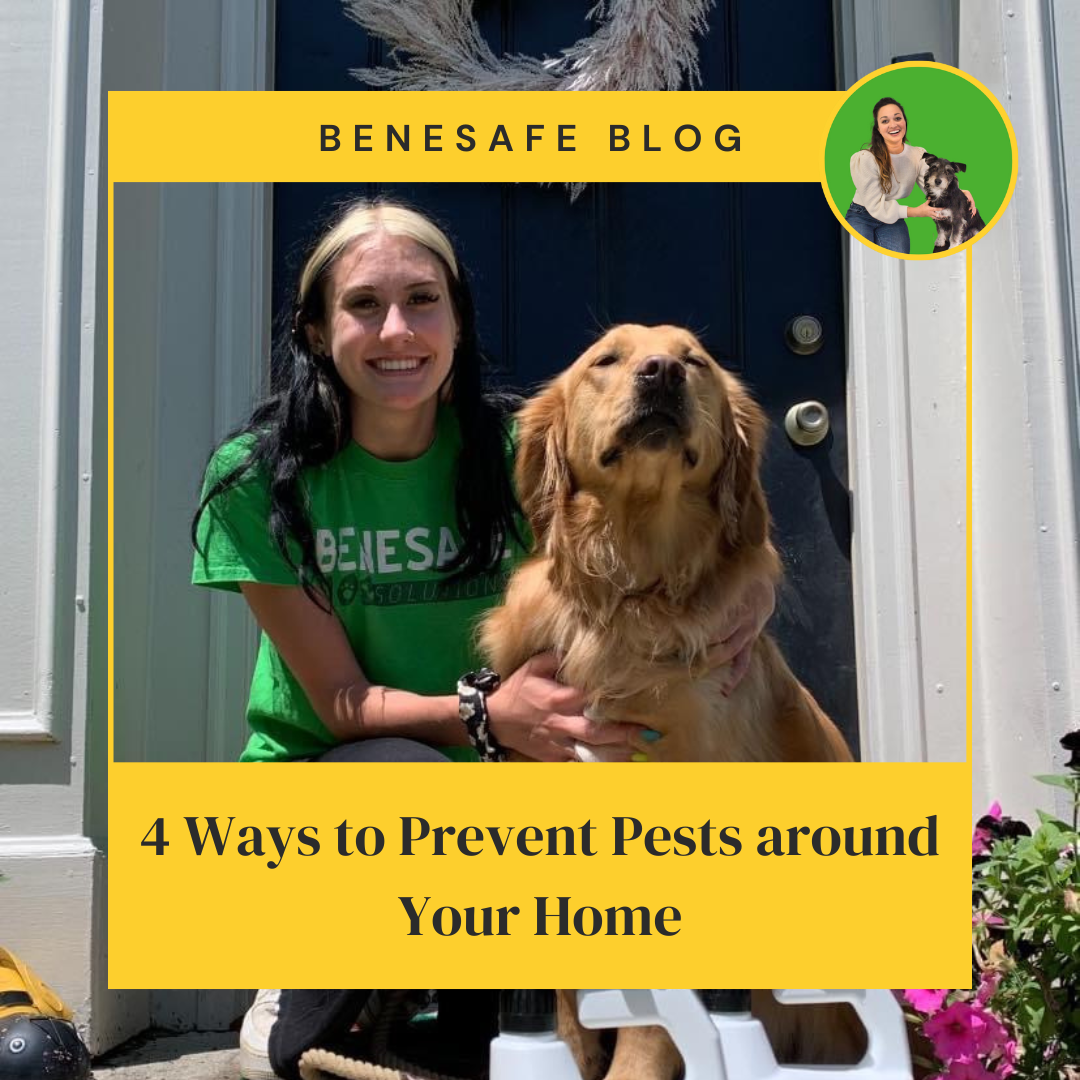 4 Ways to Prevent Pests around Your Home – Benesafe Solutions