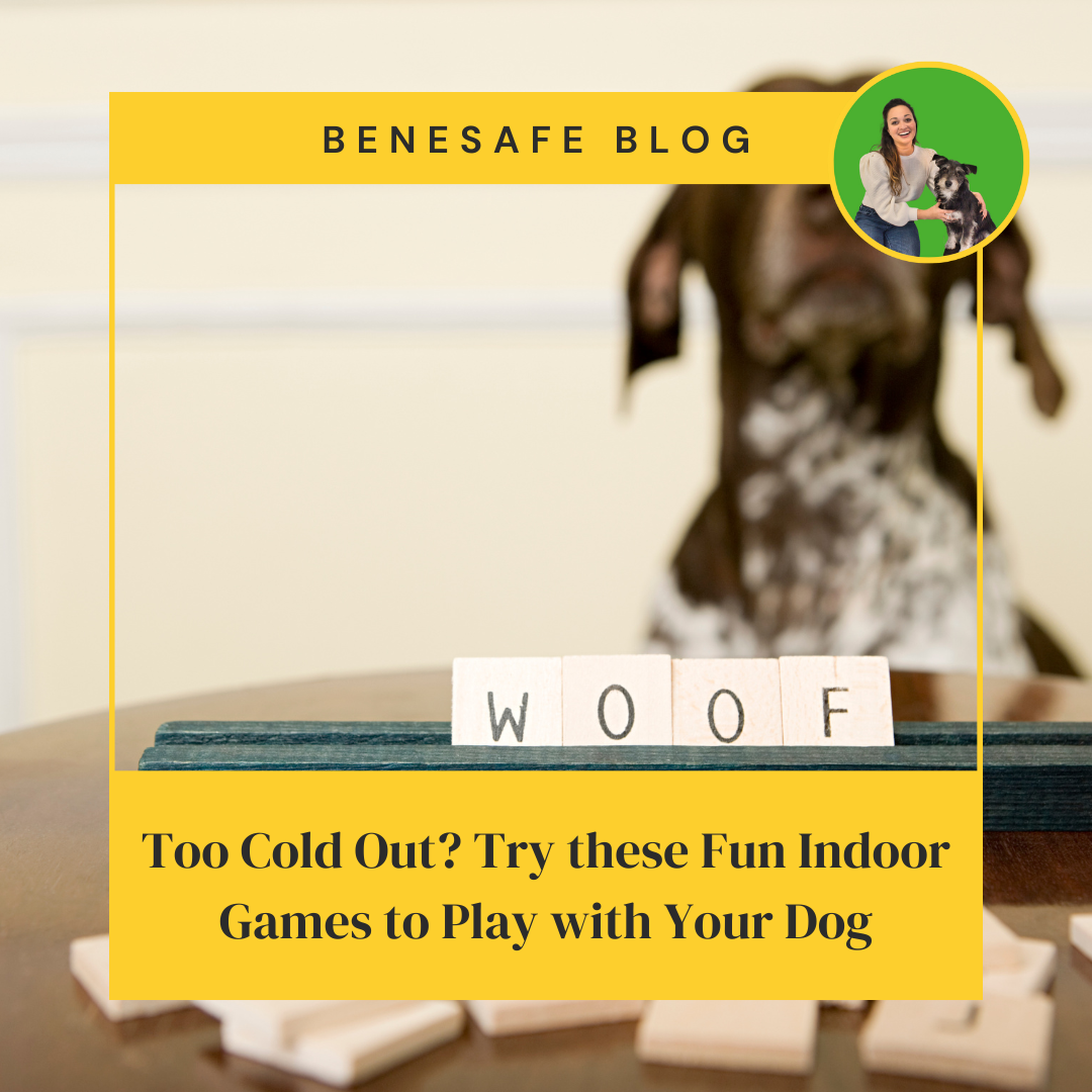 Too Cold Out? Try these Fun Indoor Games to Play with Your Dog ...