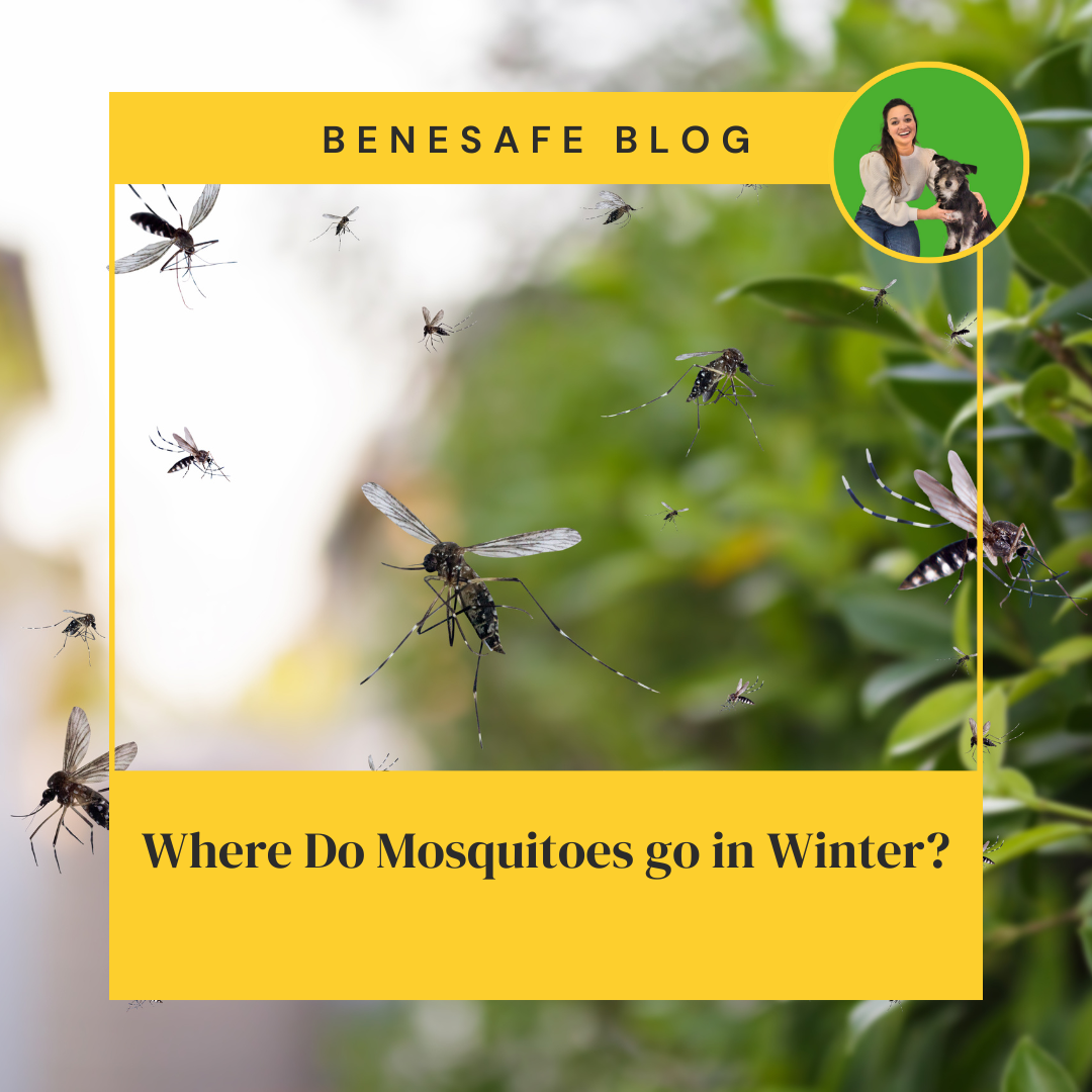 Where Do Mosquitoes go in Winter? – Benesafe Solutions