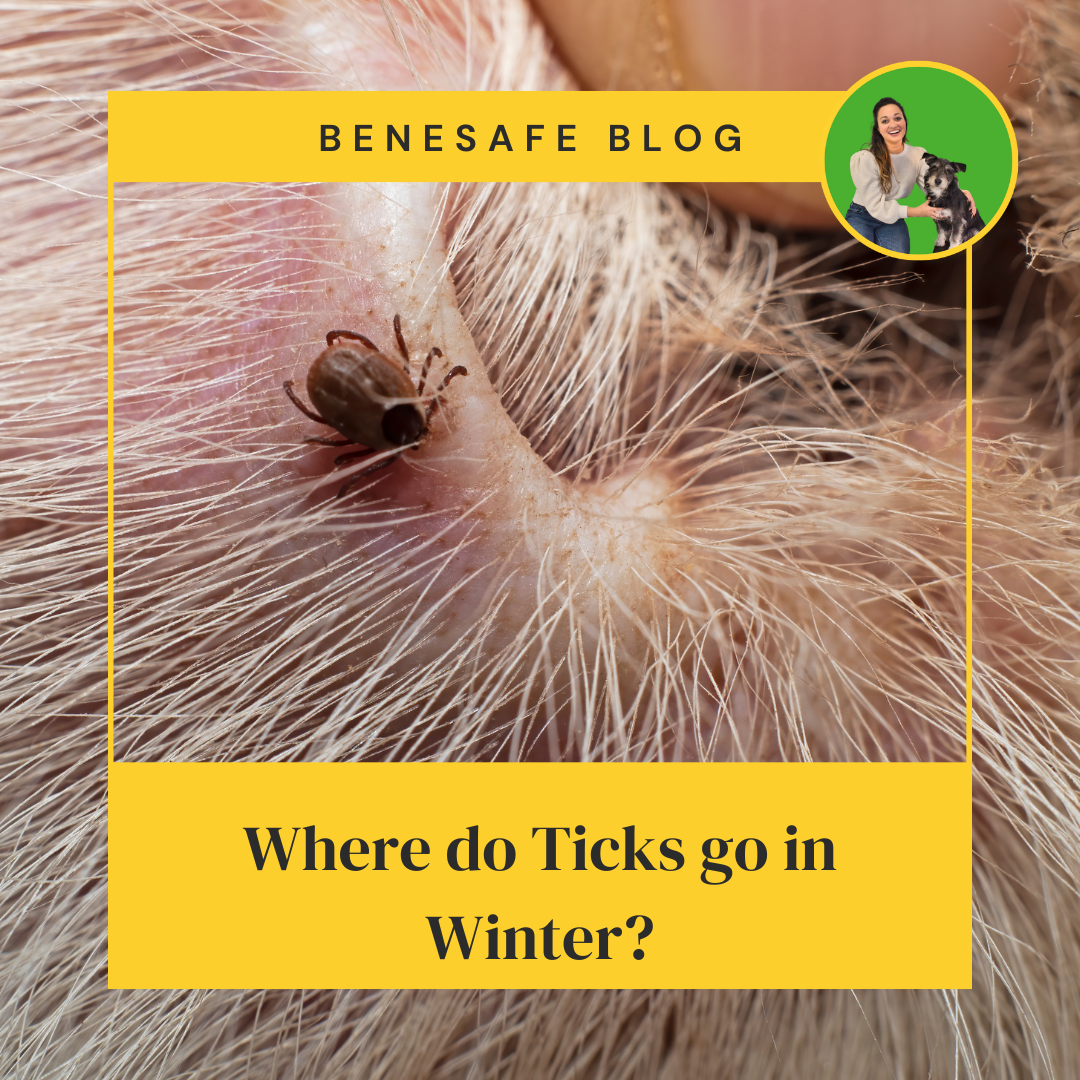 Where do Ticks go in Winter? – Benesafe Solutions