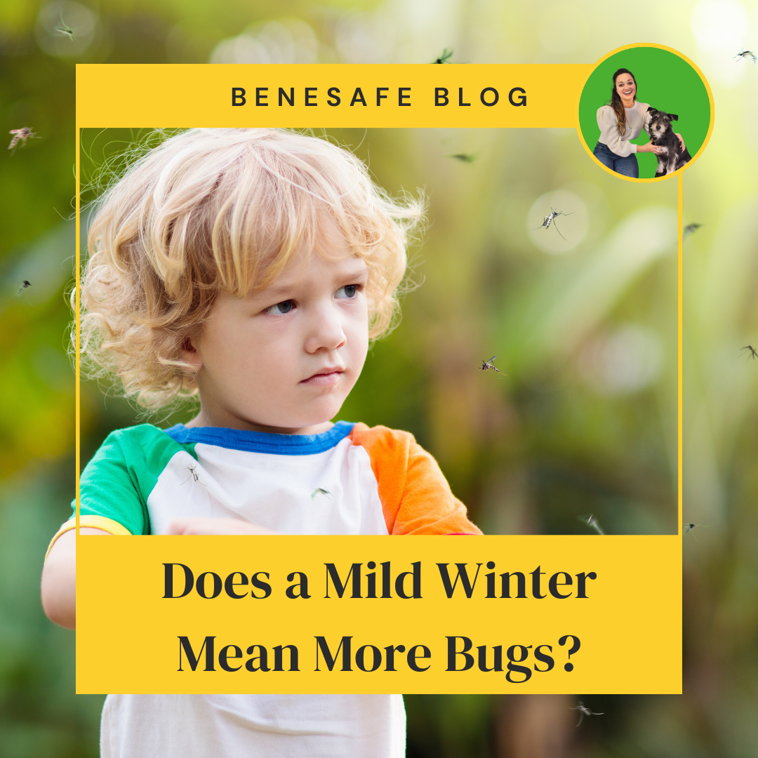 Does a Mild Winter Mean More Bugs? – Benesafe Solutions